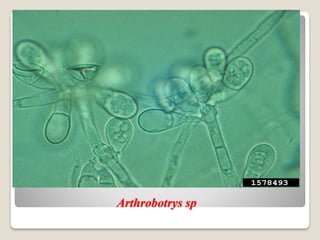 Mycology 2 converted | PPT