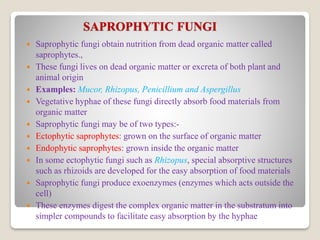 Mycology 2 converted | PPT