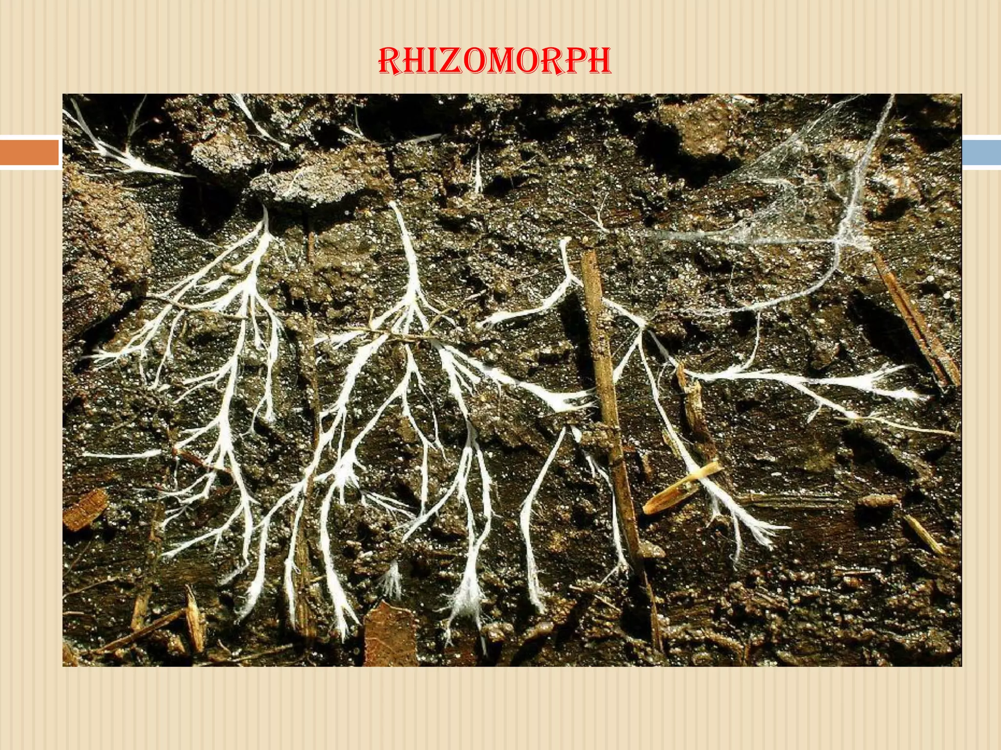 Fungi-Cell wall & Range of Thallus Structure | PDF