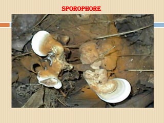 Fungi-Cell wall & Range of Thallus Structure | PDF