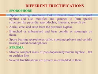 Mycology3 converted | PPT