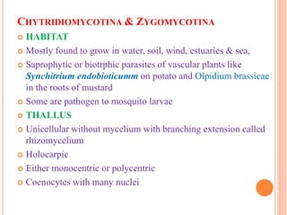 Chytridiomycotina & Zygomycotina- Ecology and Characteristics | PPT