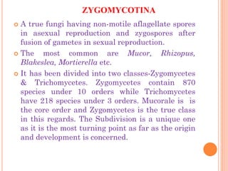 Chytridiomycotina & Zygomycotina- Ecology and Characteristics | PPT