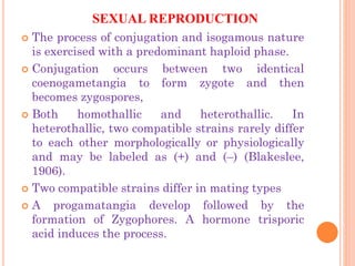 Mycology5 converted | PPT