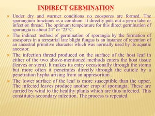 Oomycota w.s.r. to Phytopthora sp. | PDF