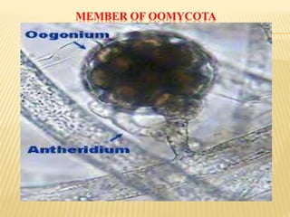 Oomycota w.s.r. to Phytopthora sp. | PDF