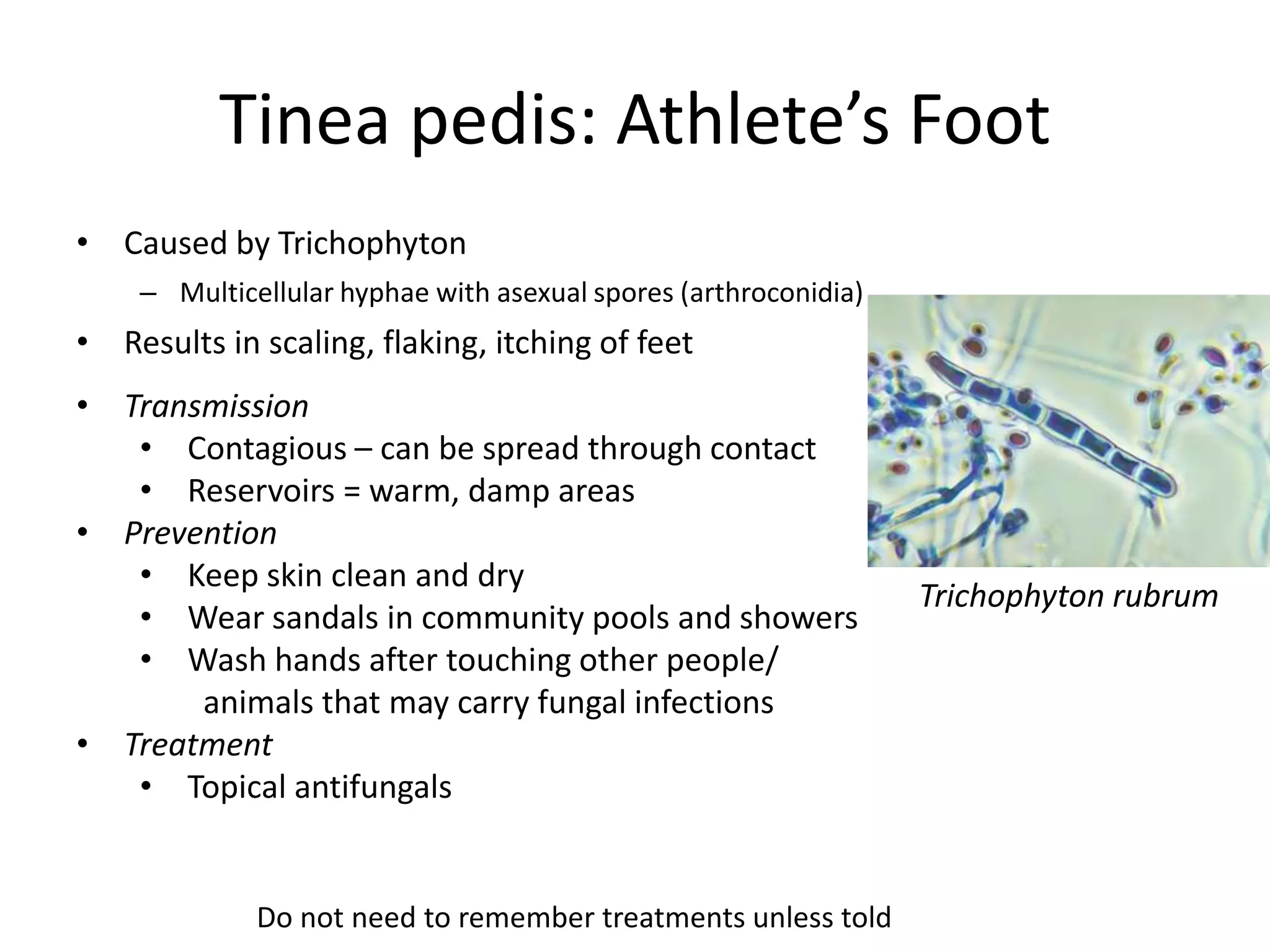 6 - Mycology and Fungal Pathogens | PPTX