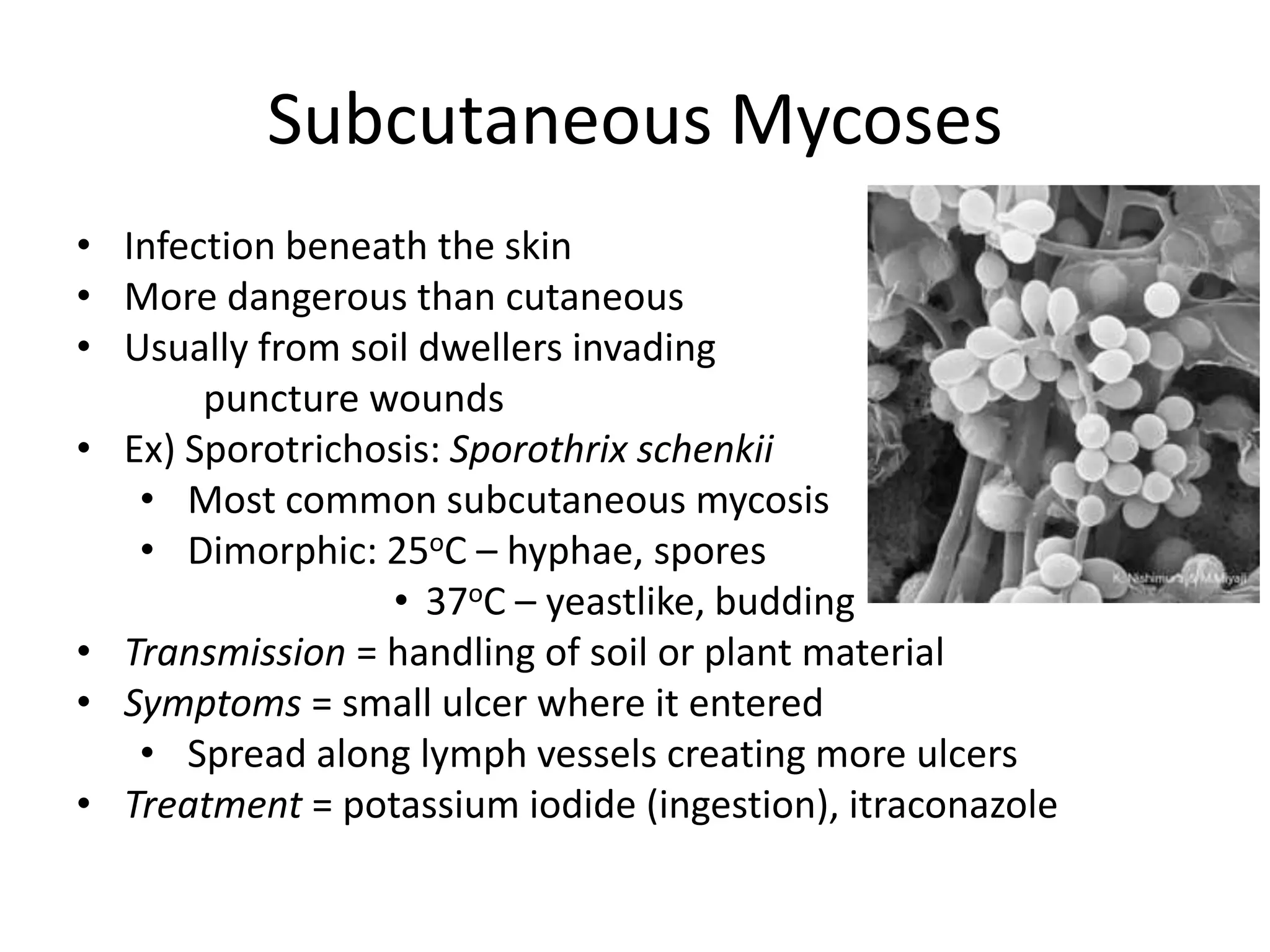 6 - Mycology and Fungal Pathogens | PPTX
