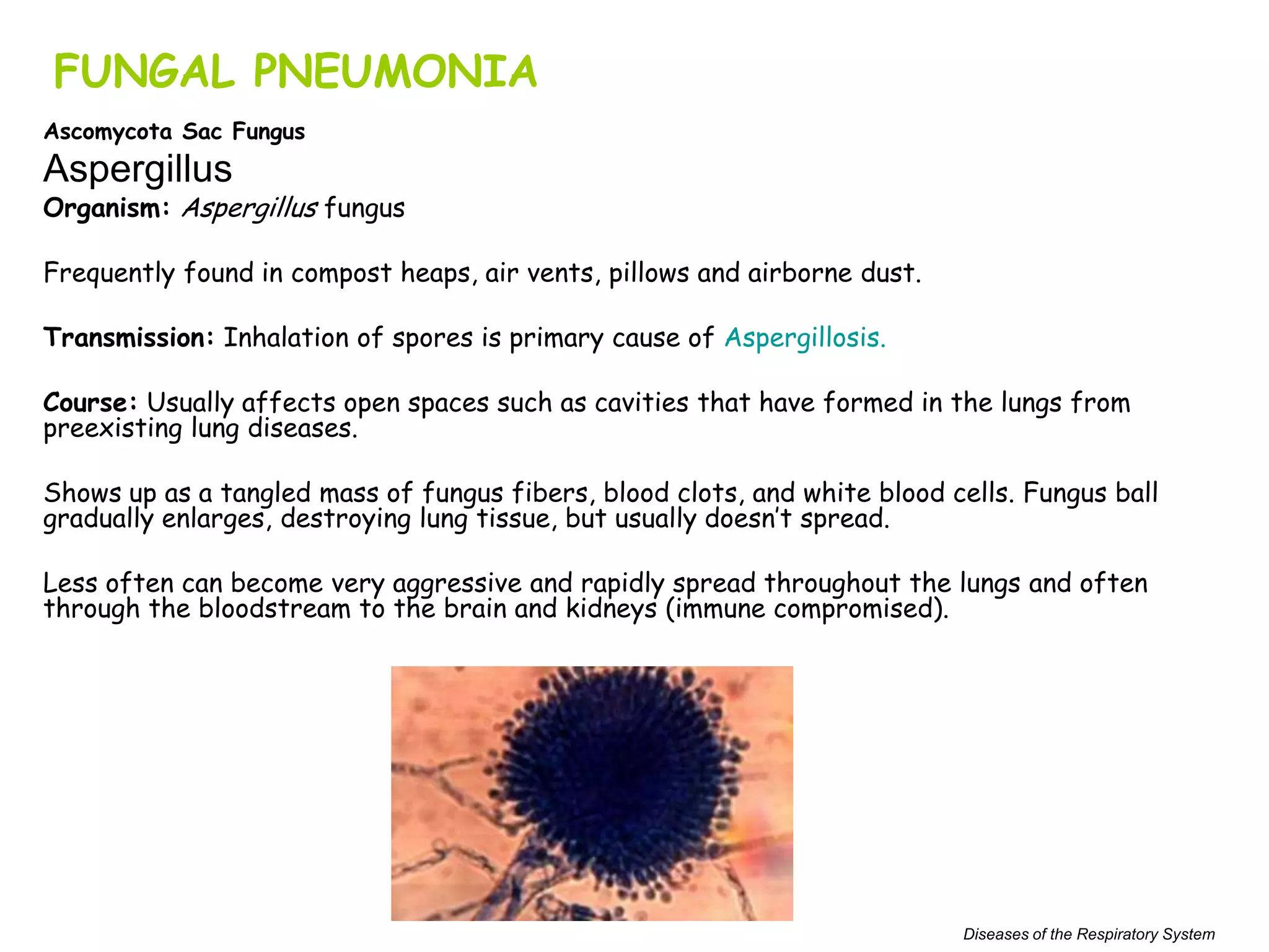 6 - Mycology and Fungal Pathogens | PPTX