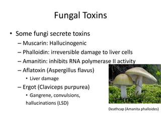 6 - Mycology and Fungal Pathogens | PPTX
