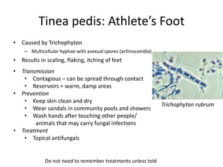 6 - Mycology and Fungal Pathogens | PPTX