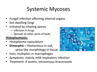 6 - Mycology and Fungal Pathogens | PPTX