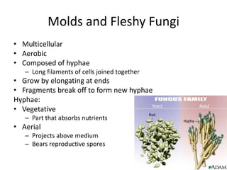 6 - Mycology and Fungal Pathogens | PPTX
