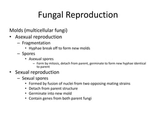 6 - Mycology and Fungal Pathogens | PPTX