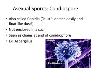 6 - Mycology and Fungal Pathogens | PPTX