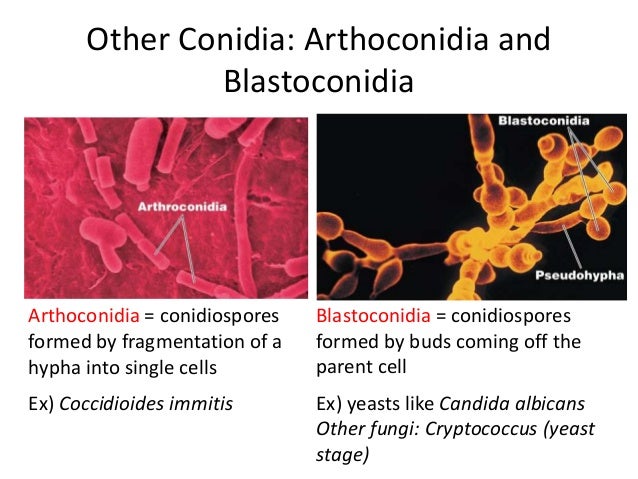 6 - Mycology and Fungal Pathogens
