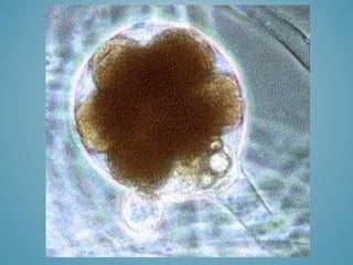 Mycology & ASCOMYCOTINA | PPT