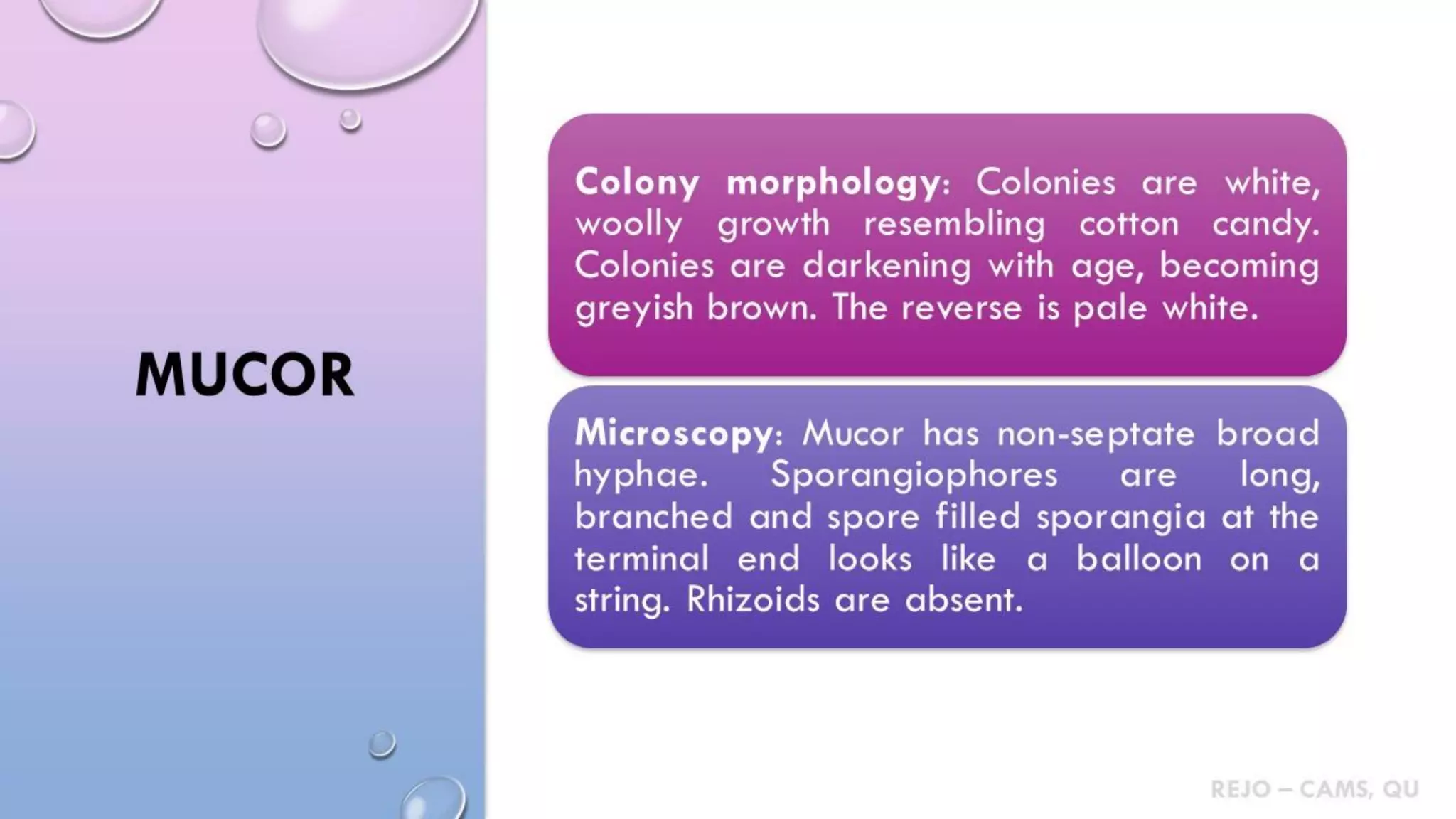 Mycology colony morphology & Microscopy- Part 1 | PDF