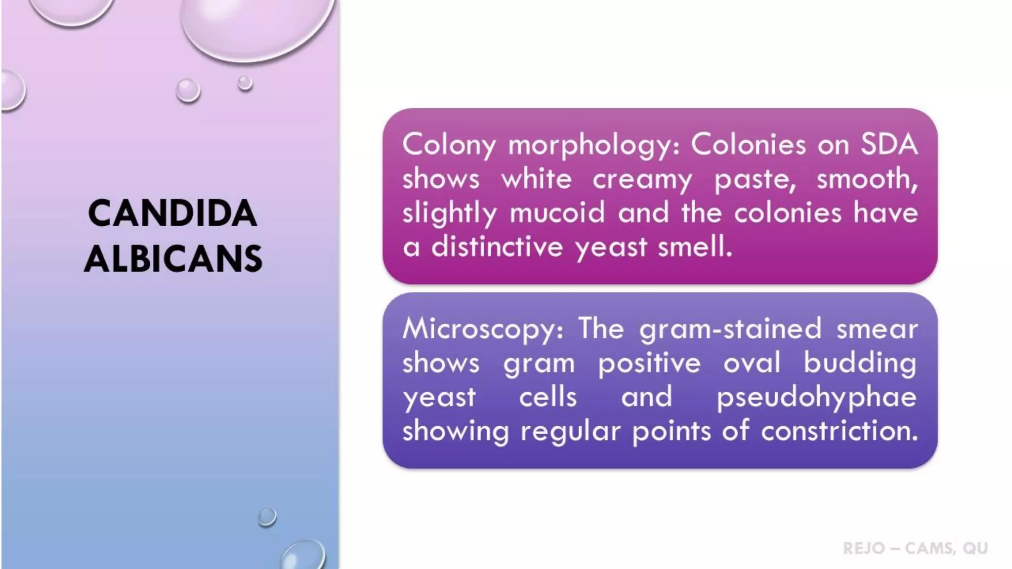 Mycology colony morphology & Microscopy- Part 1 | PDF