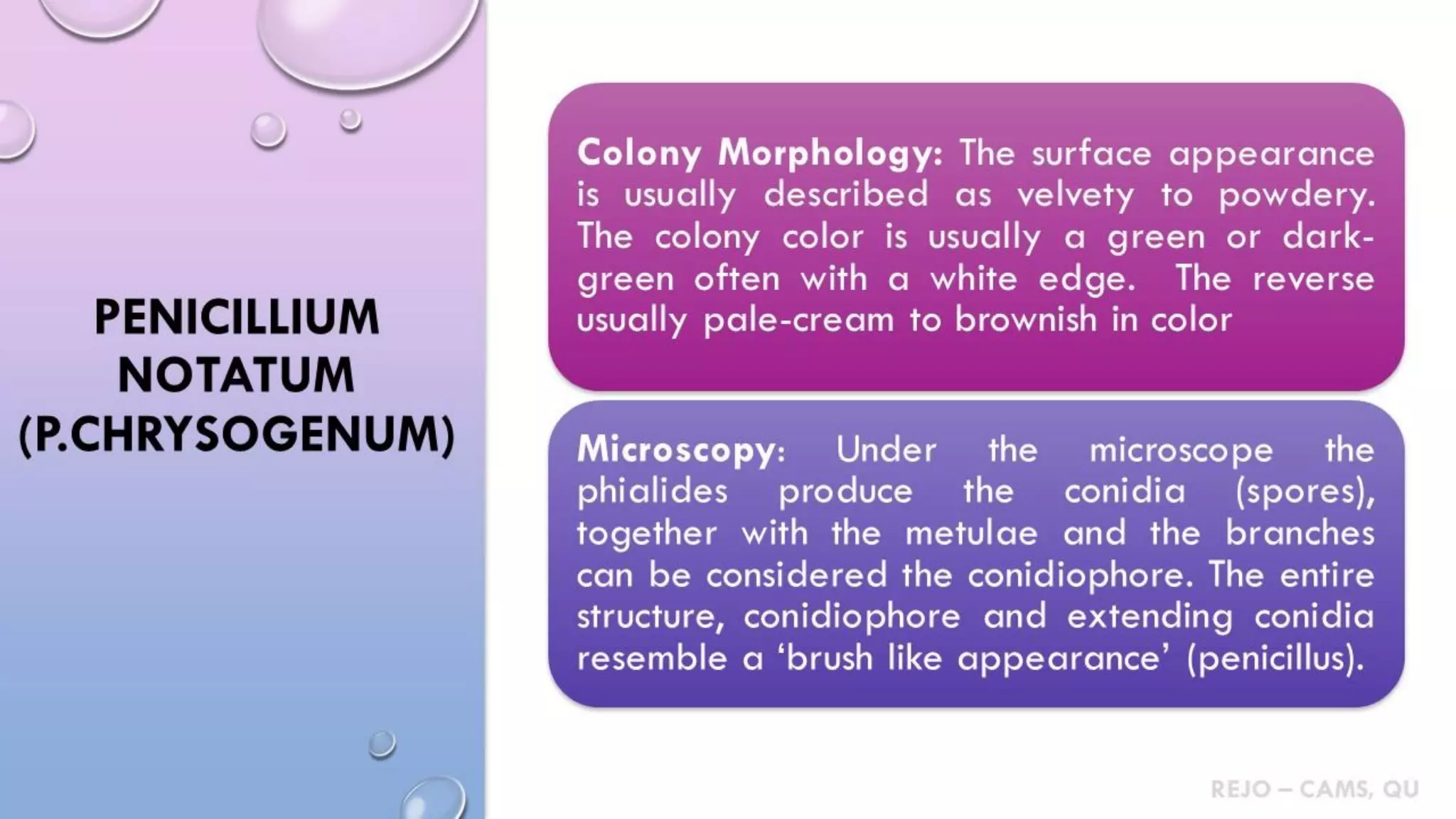 Mycology colony morphology & Microscopy- Part 1 | PDF