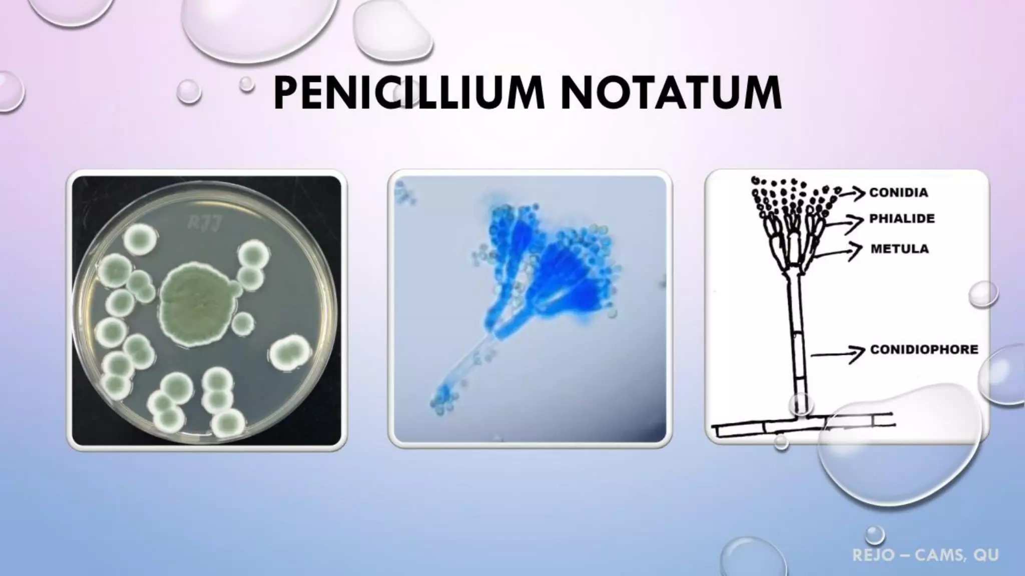 Mycology colony morphology & Microscopy- Part 1 | PDF