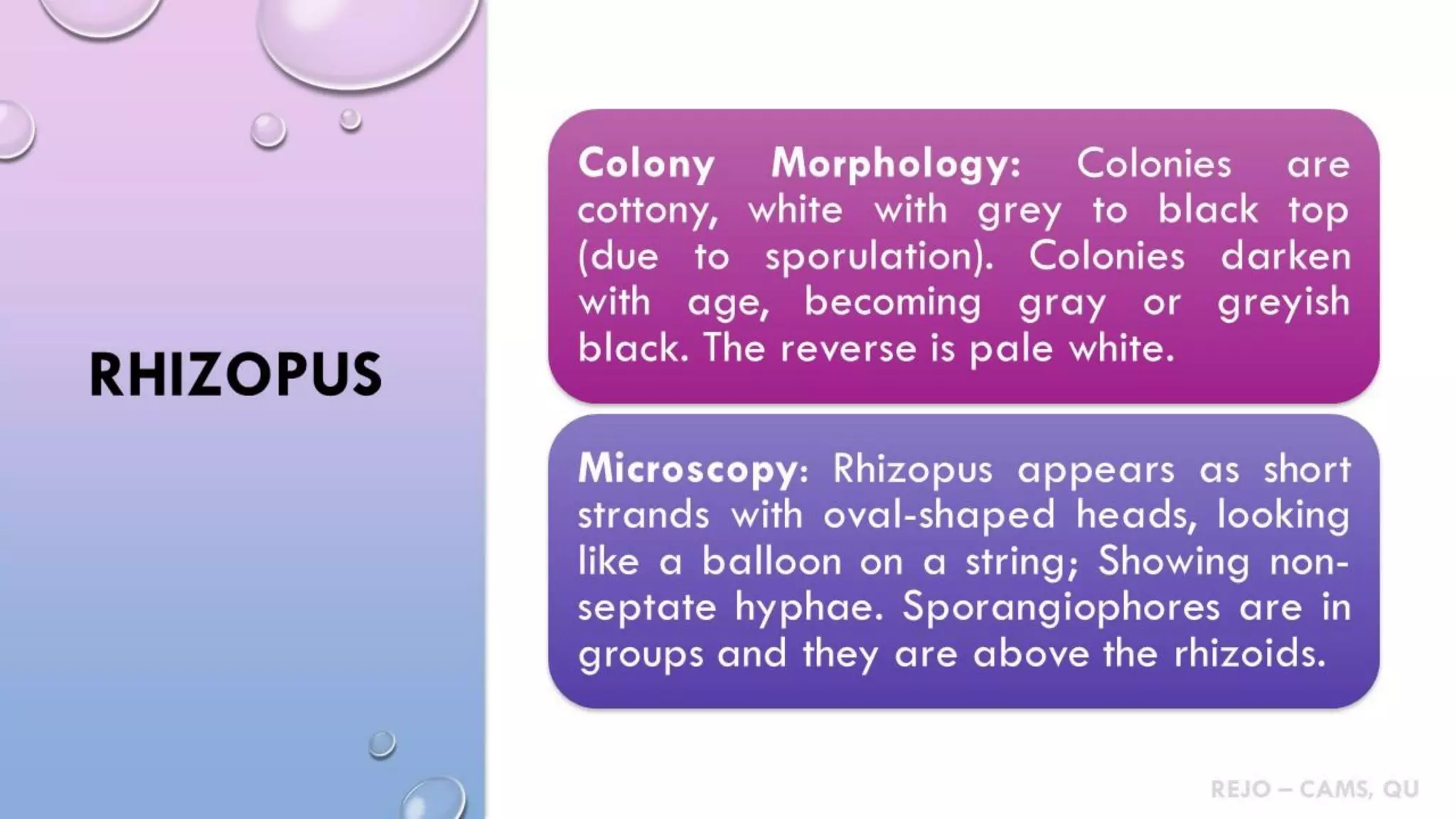 Mycology colony morphology & Microscopy- Part 1 | PDF