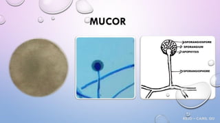 Mycology colony morphology & Microscopy- Part 1 | PDF
