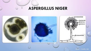 Mycology colony morphology & Microscopy- Part 1 | PDF