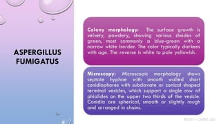 Mycology colony morphology & Microscopy- Part 1 | PDF