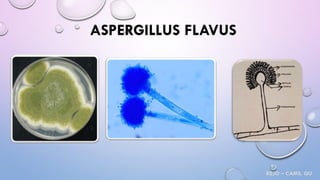 Mycology colony morphology & Microscopy- Part 1 | PDF