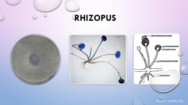 Mycology colony morphology & Microscopy- Part 1 | PPT