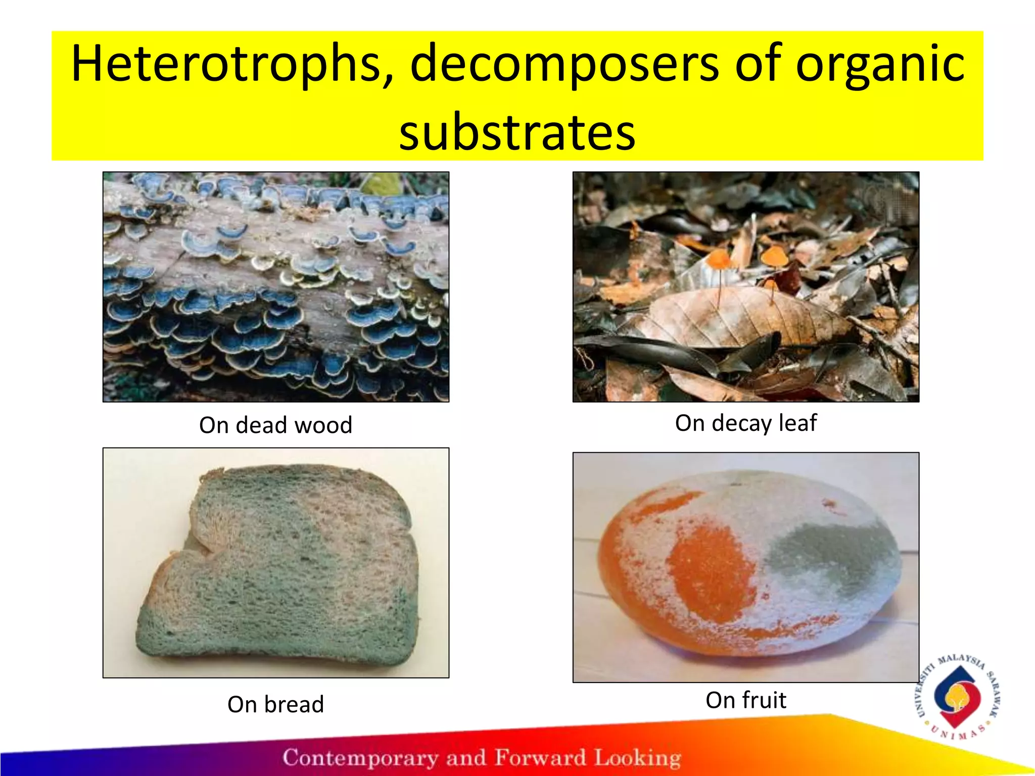 Mycology fungi ecological importance | PPTX