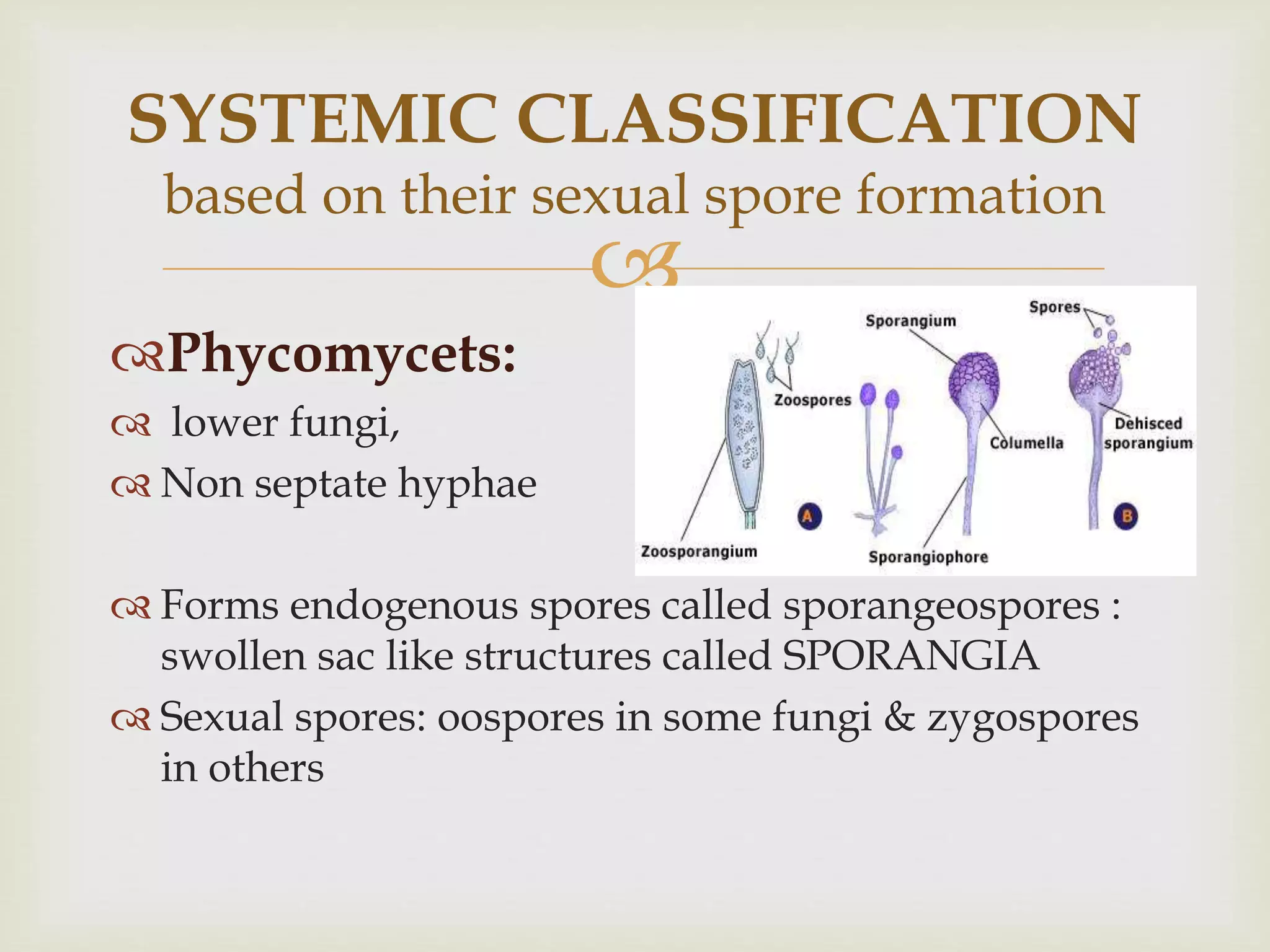 Mycology i | PPTX