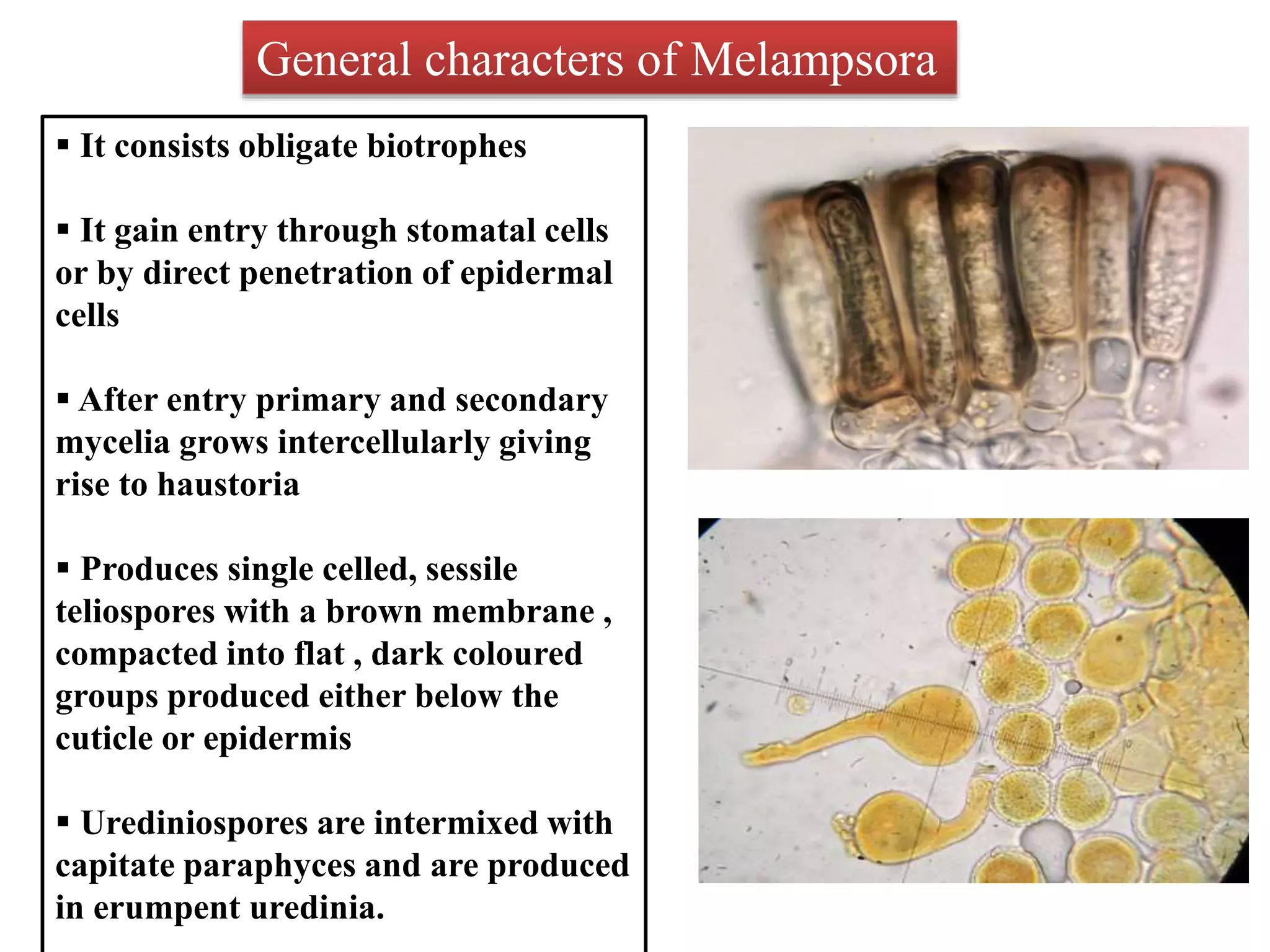 melampsora | PPTX