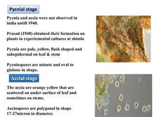 melampsora | PPTX | Gardening | Home & Garden