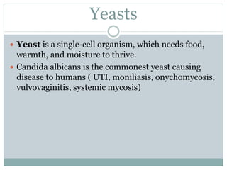 Mycology Lab (1).pptx | Biological Sciences | Science
