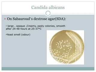 Mycology Lab (1).pptx | Biological Sciences | Science