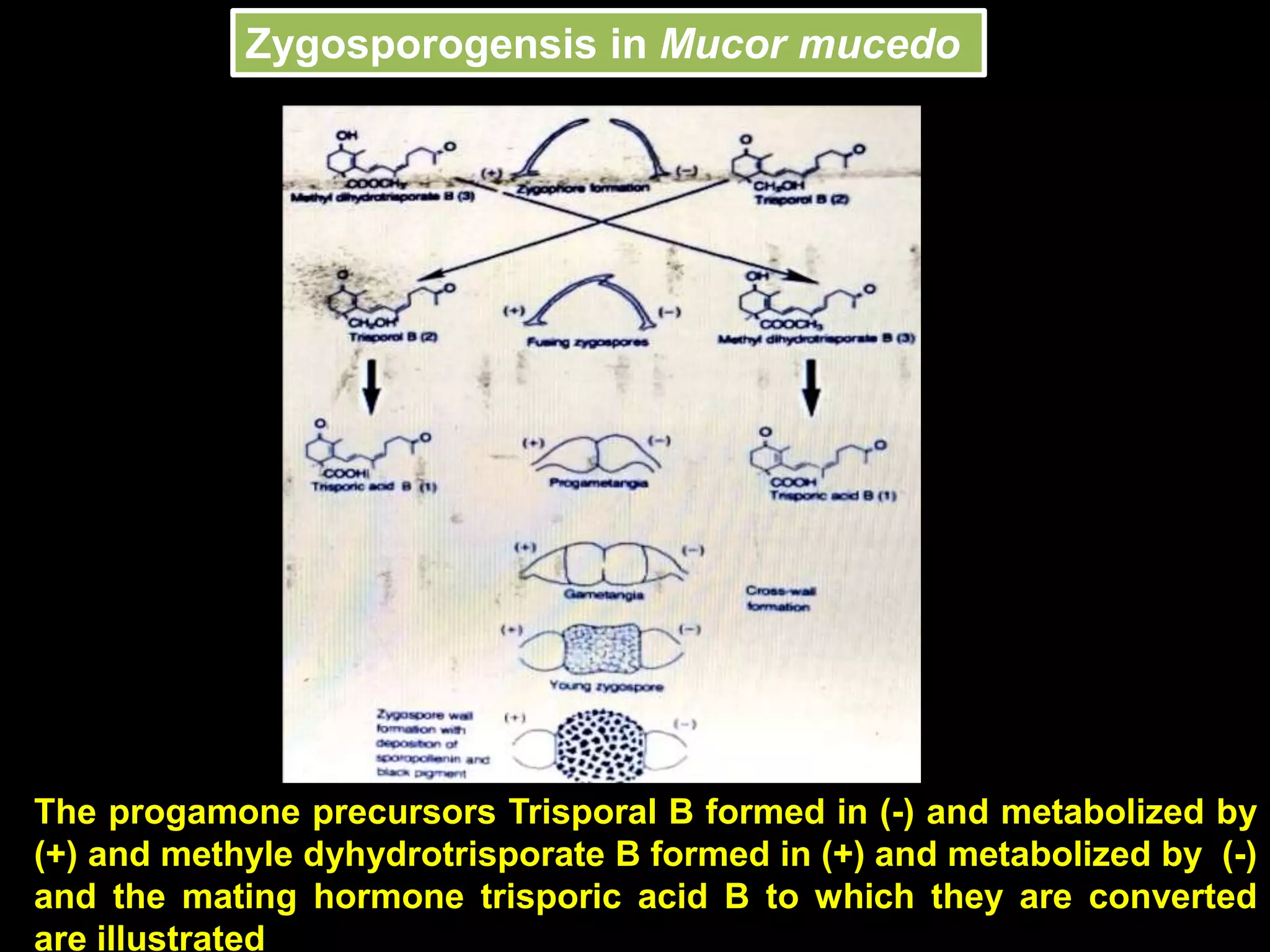 Mycology ppt | PPTX