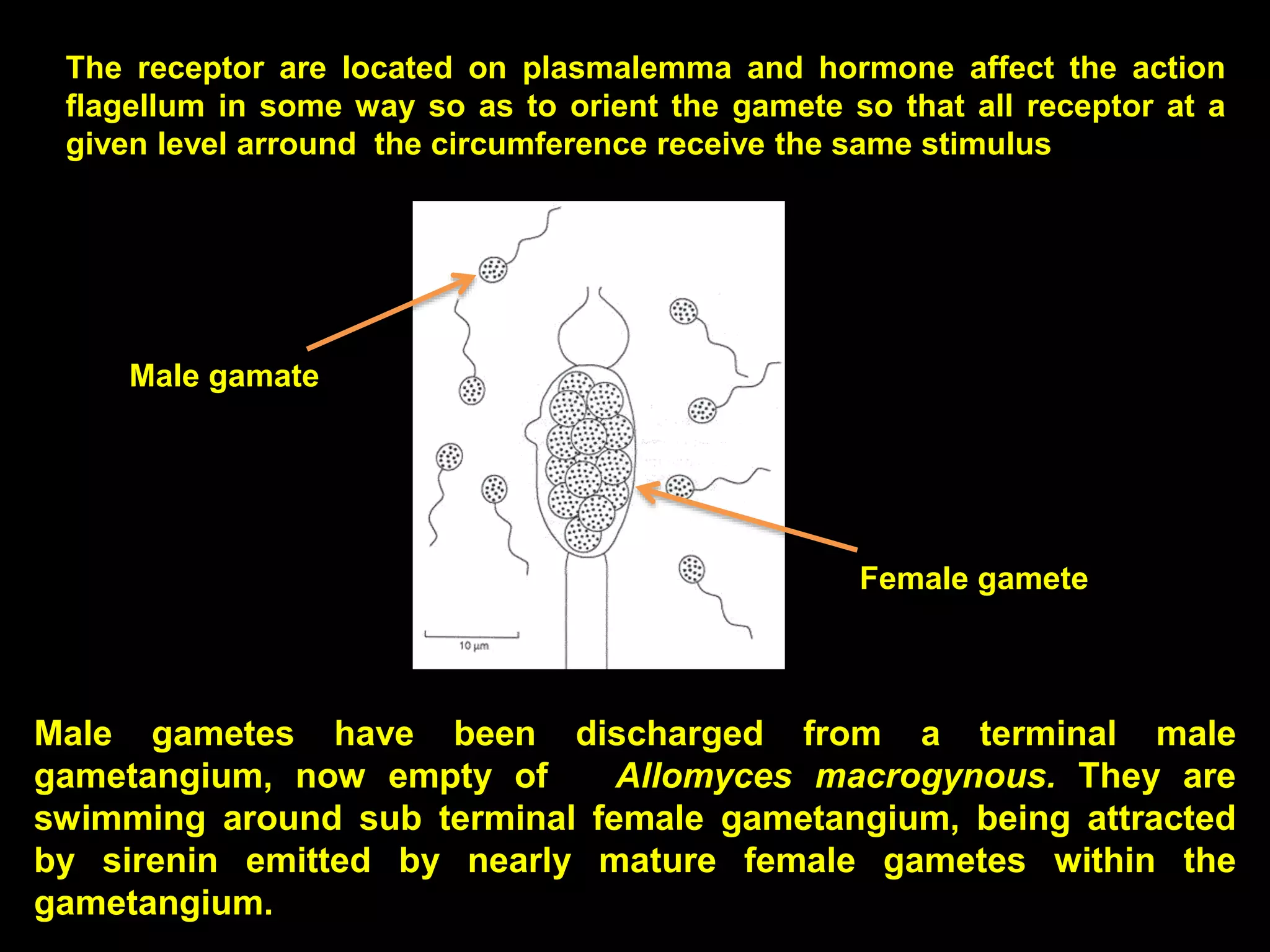 Mycology ppt | PPTX