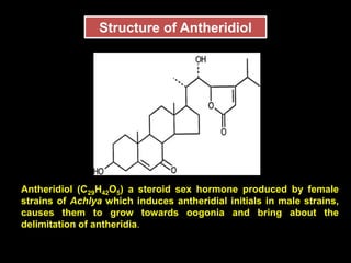 Mycology ppt | PPTX