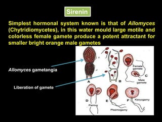 Mycology ppt | PPTX