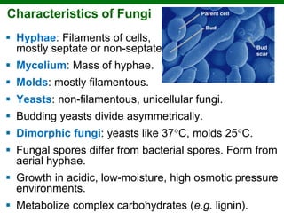 Mycology ,diseases caused by fungi | PDF