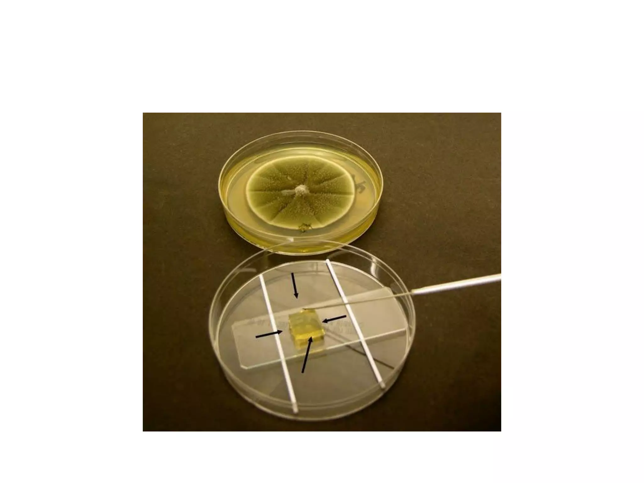 Mycology ppt ii laboratoy techniques for isolation and identification ...
