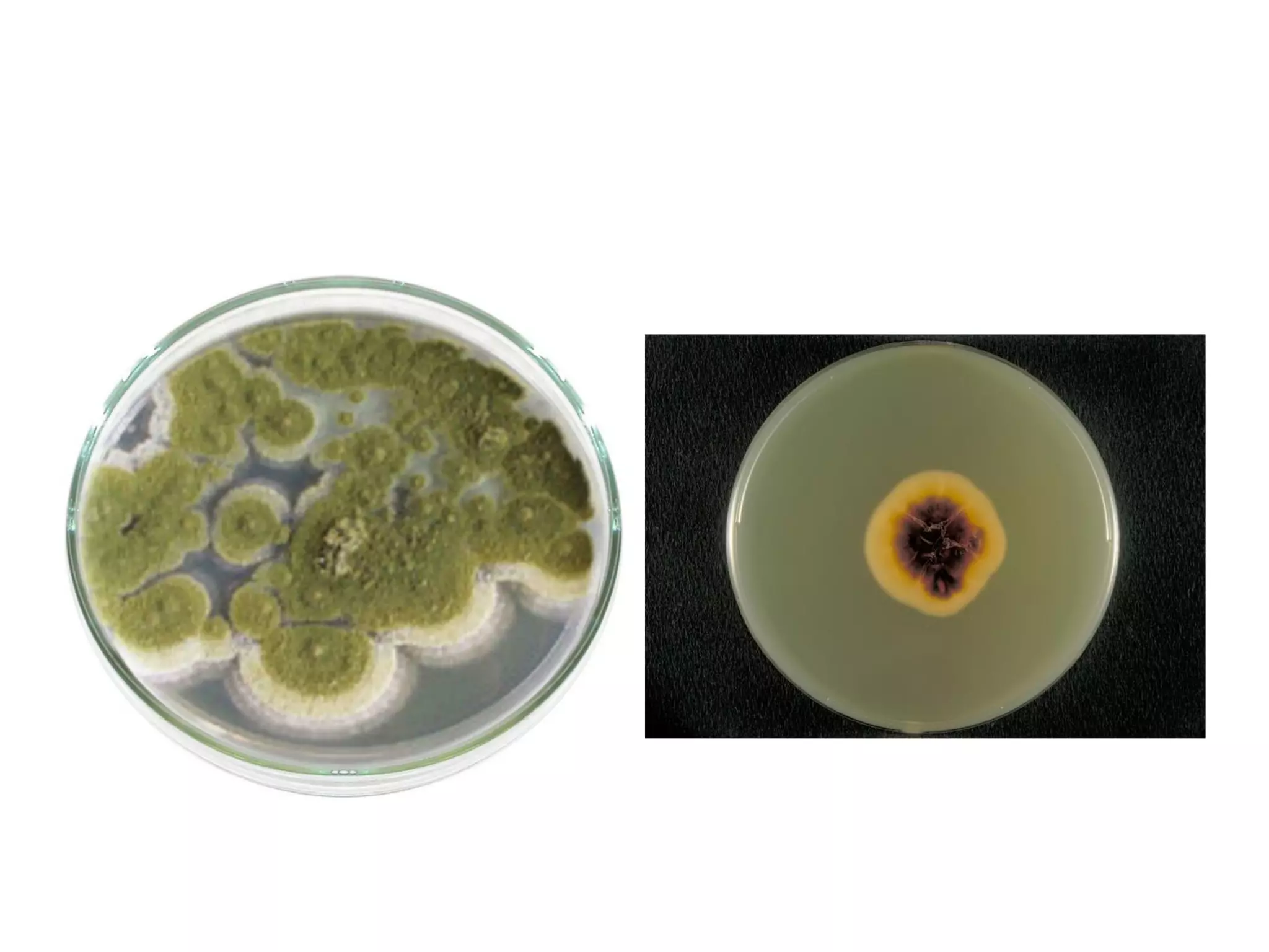 Mycology ppt ii laboratoy techniques for isolation and identification ...