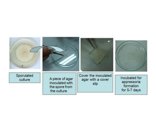 Mycology ppt ii laboratoy techniques for isolation and identification of fungi | PDF