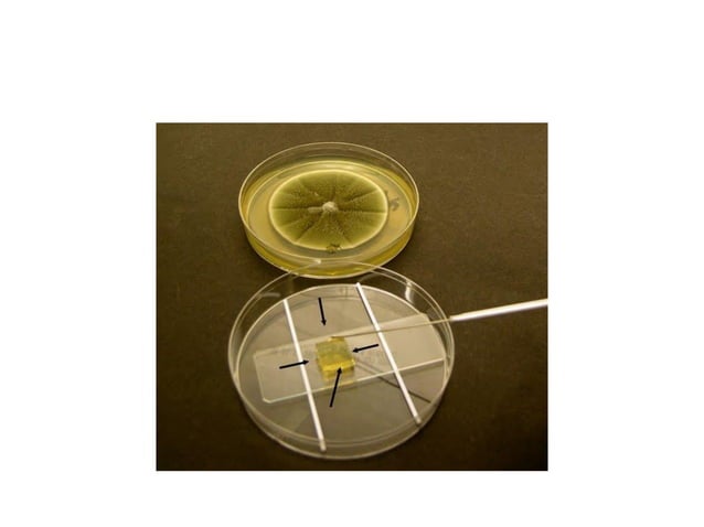 Mycology ppt ii laboratoy techniques for isolation and identification of fungi | PDF