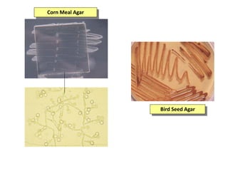 Mycology ppt ii laboratoy techniques for isolation and identification ...