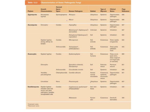 Mycology ppt ii laboratoy techniques for isolation and identification ...