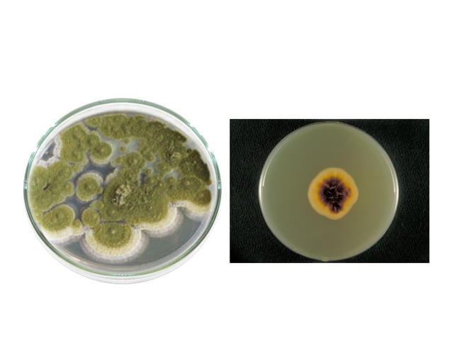 Mycology ppt ii laboratoy techniques for isolation and identification ...