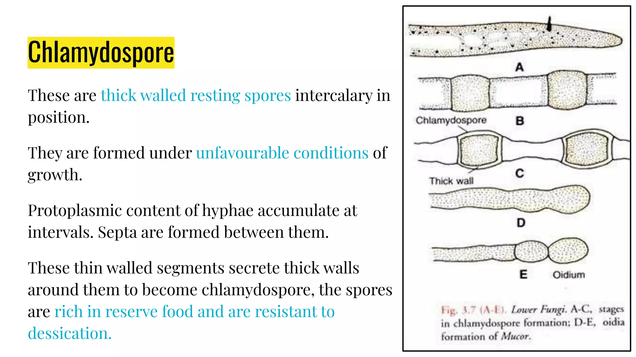 Mycology presentation (phycomycetes) | PDF